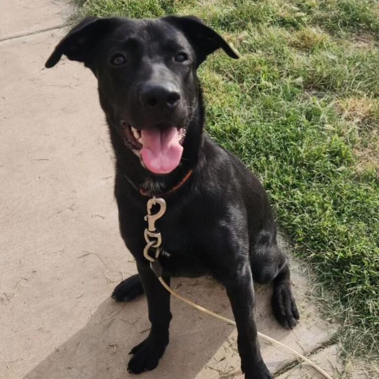 Available Dogs | Heartland Lab Rescue