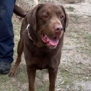 Available Dogs | Heartland Lab Rescue