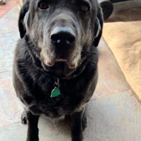 Available Dogs | Heartland Lab Rescue